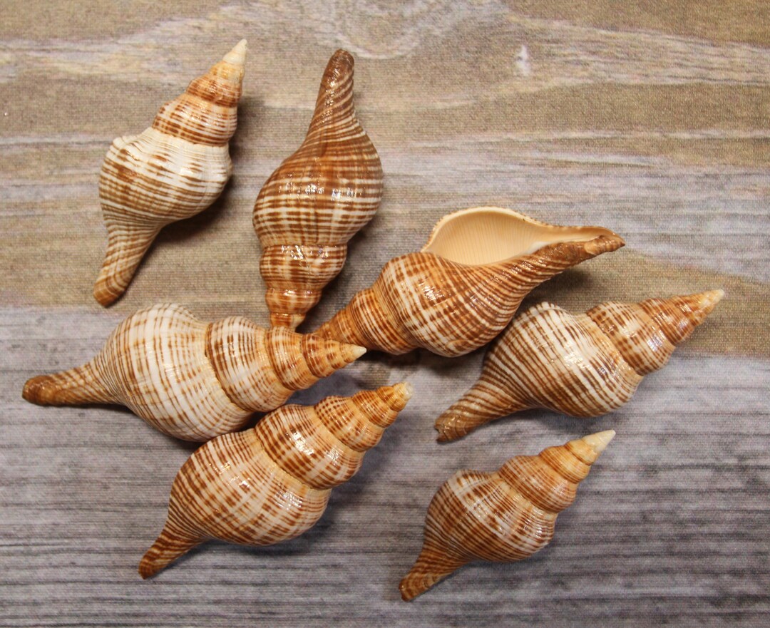 5-SEASHELLS for DISPLAY, Fascilaria Filamentosa, Craft Supply, Beach ...