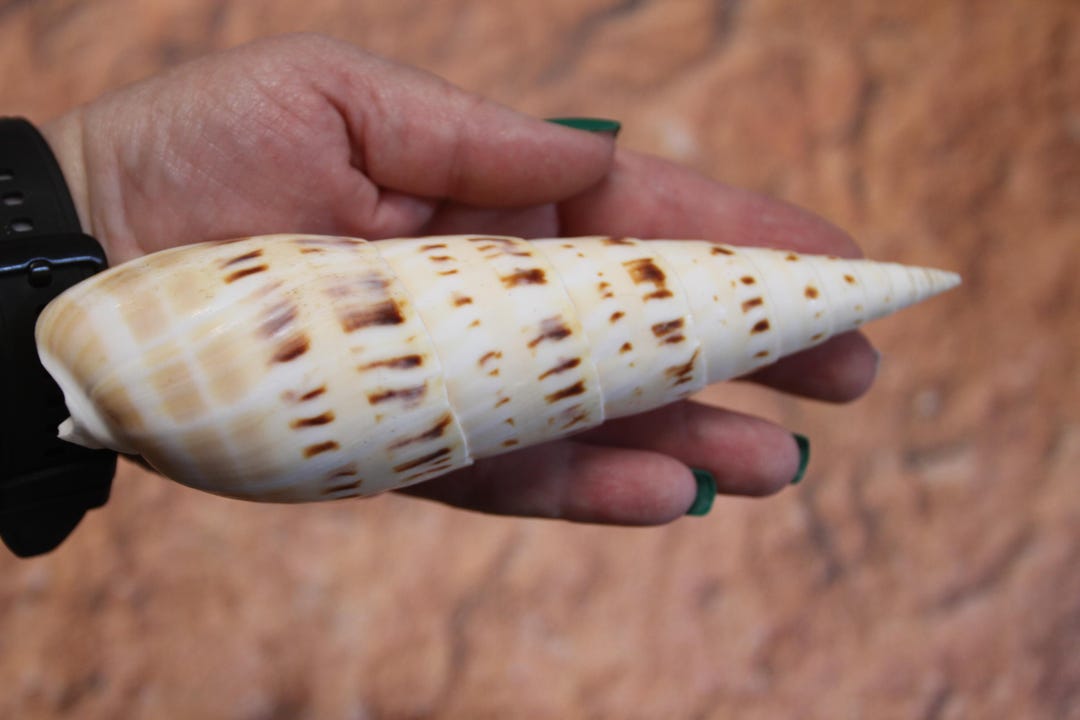 TEREBRA MACULATA, Beach Decor, Mothers Day Gift, Collectible Shell ...