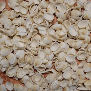 SMALL SEASHELLS, White Andara Ark Seashells, Sailors Valentine, Craft ...