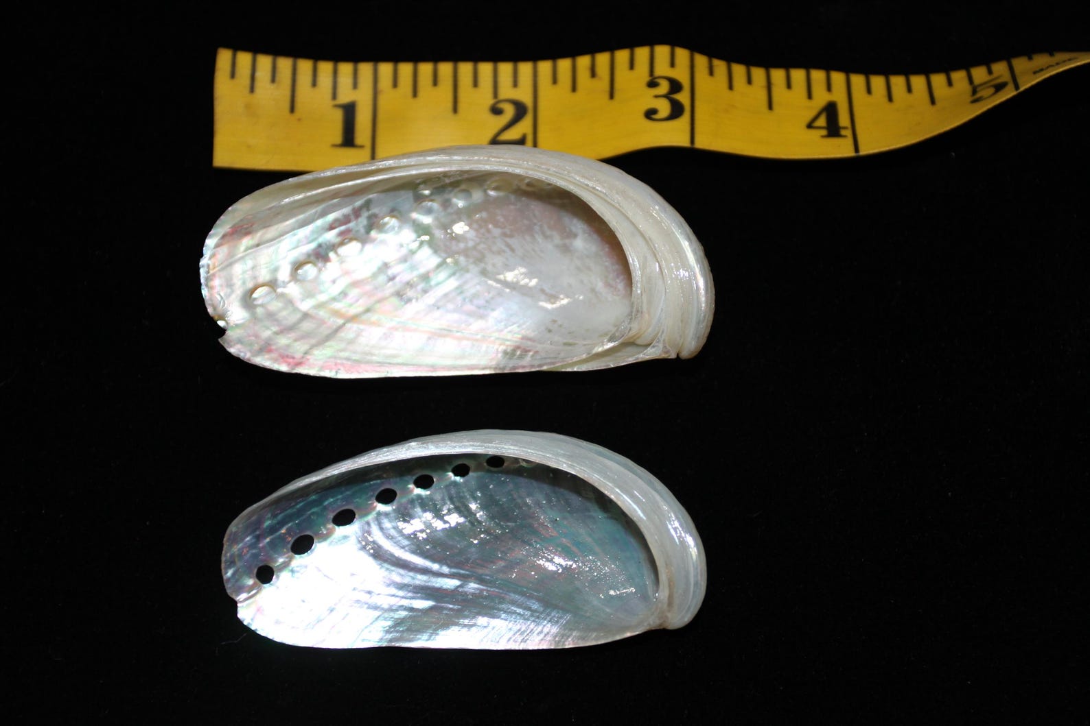 10-mule Ears- Pearled Seashells,sailors Valentines,wedding Accents ...