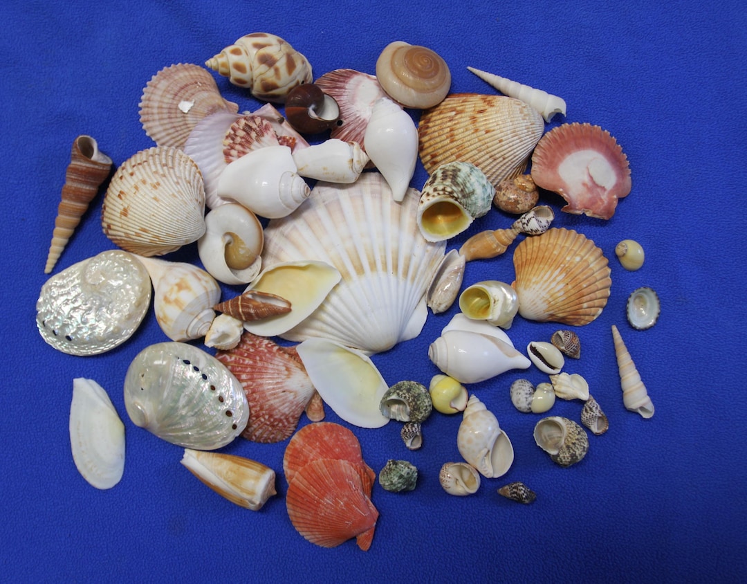 MIXED SEASHELLS, Group of Mixed Seashells, Beach Decor, Coastal Home ...