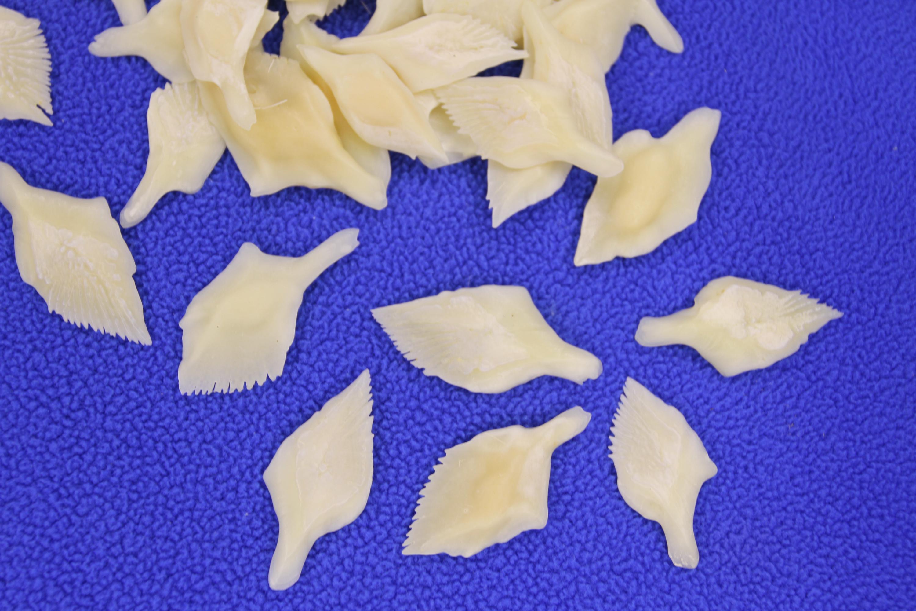 GAR SCALES, Huge Creme/white Scales, Sailors Valentines, Jewelry Supply ...