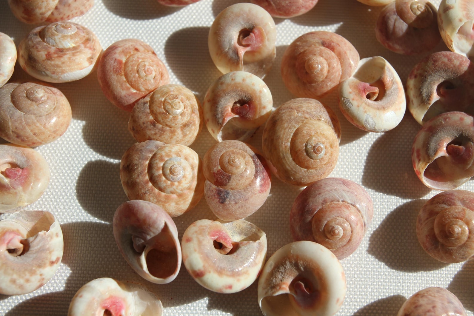 UMBONIUM GUAMENSIS, Seashells, Beach Decor, Scrap Booking Supply, Resin ...