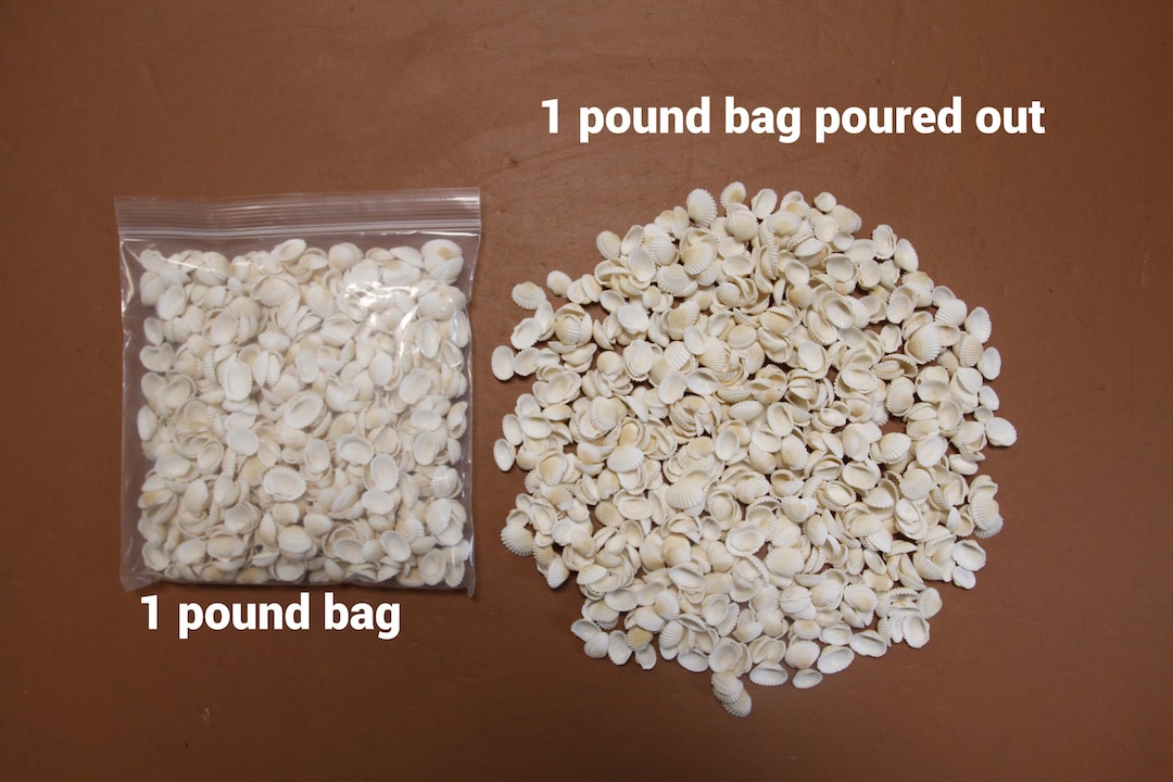 ARKS, Small White Andara Seashells, Sailors Valentine, Craft Supply ...