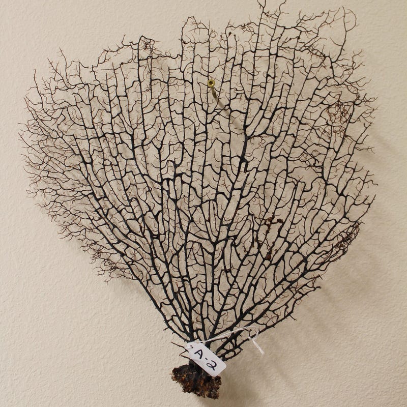 Sea Fan - Etsy