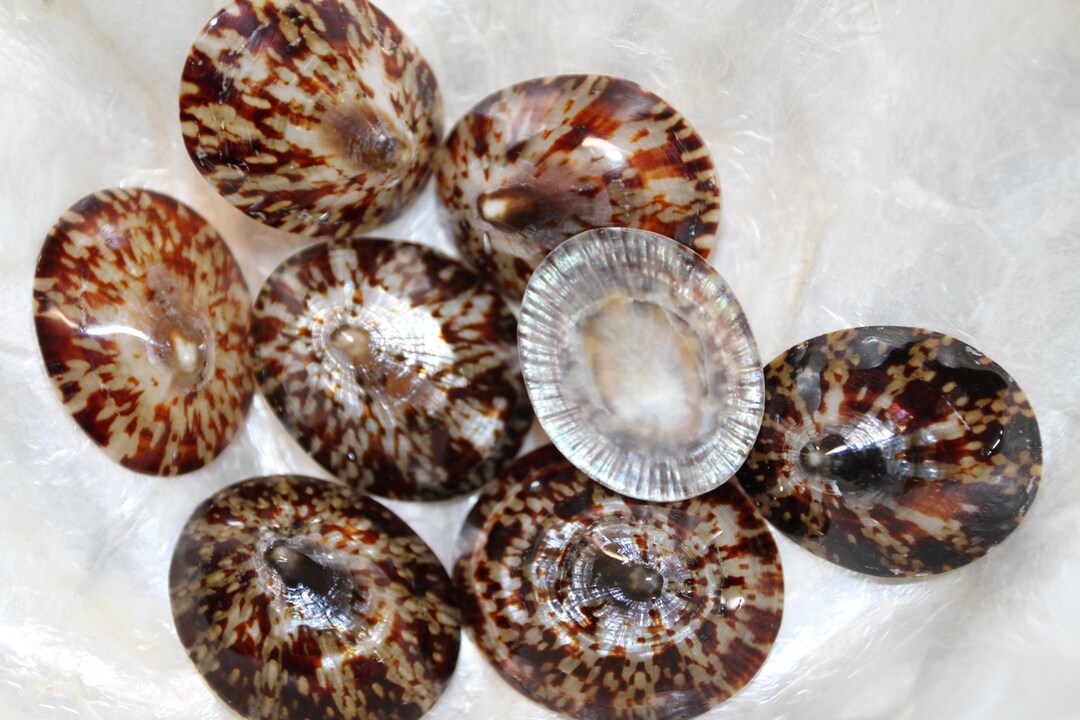 10-UPSCALE Seashells,polished Brown Limpets,all Occasion Gift ...