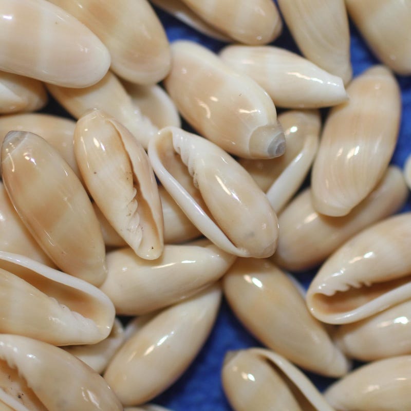 Sailors Valentine - Etsy