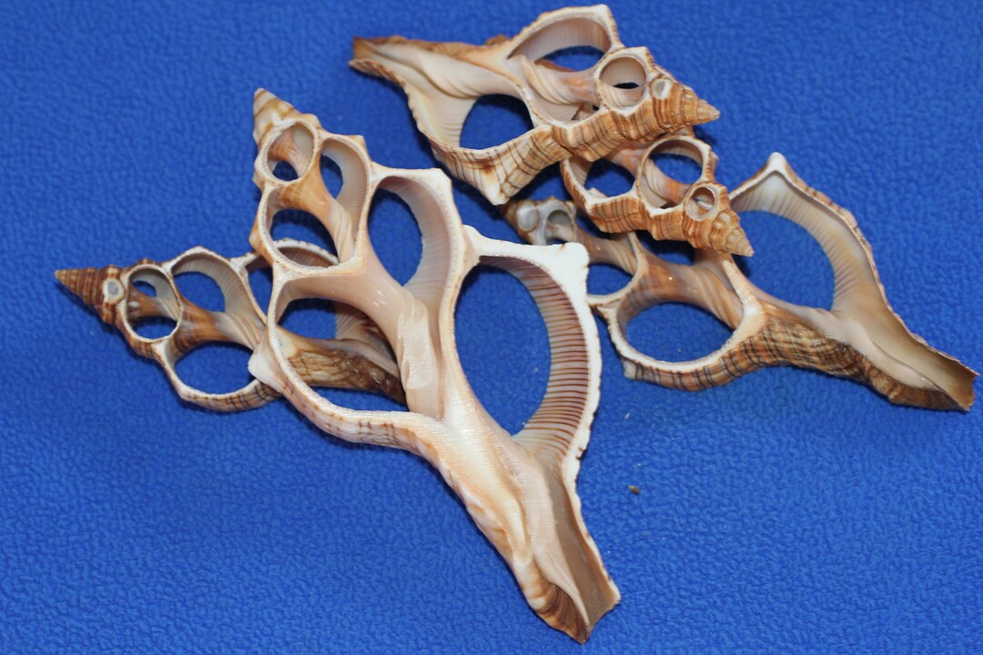5- LARGE FOX Seashells,sliced Shells,beach Art,frame-it Crafts,craft ...
