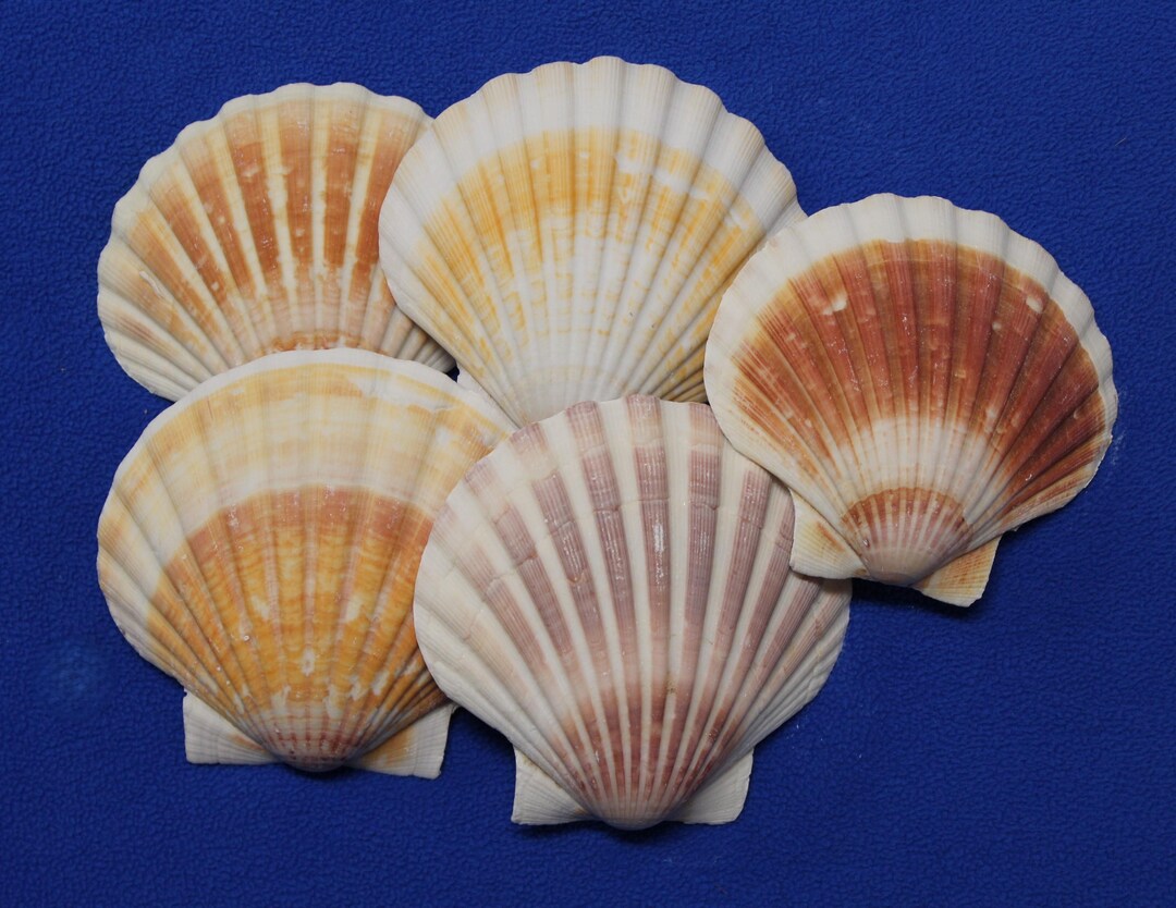 5-IRISH CUPS Seashells,sunrisers,sailor Valentines,large Mosaics Supply ...