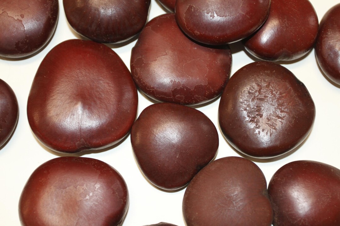 LUCKY SEA BEANS, Sailor Valentines, Beach Decor, Craft Supply, Basket ...