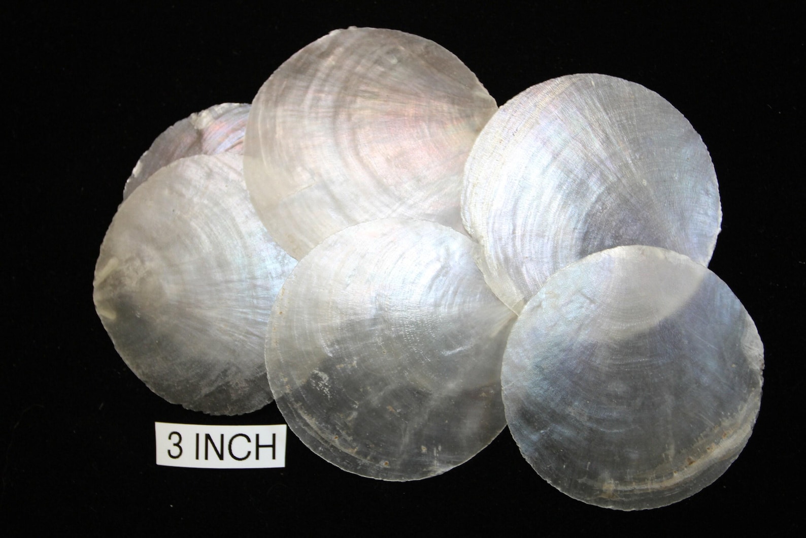 SLICED SEASHELLS, Capiz Cut Shell, 3 Inch, Craft Supply, Christmas ...