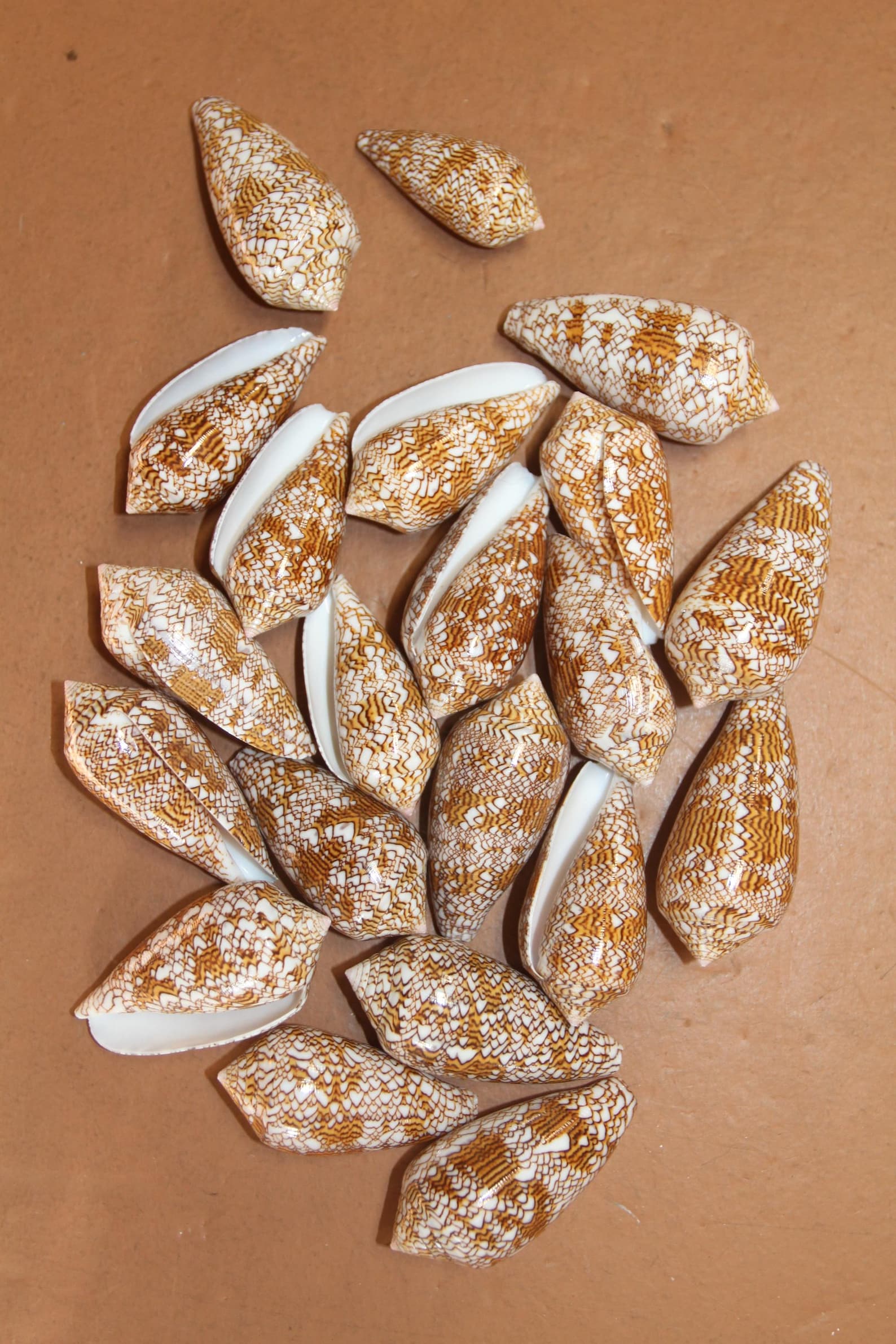 SMALL CONUS Textile Seashells, Bath Decor, Beach Art, Cone Seashells ...