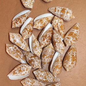 SMALL CONUS Textile Seashells, Bath Decor, Beach Art, Cone Seashells ...