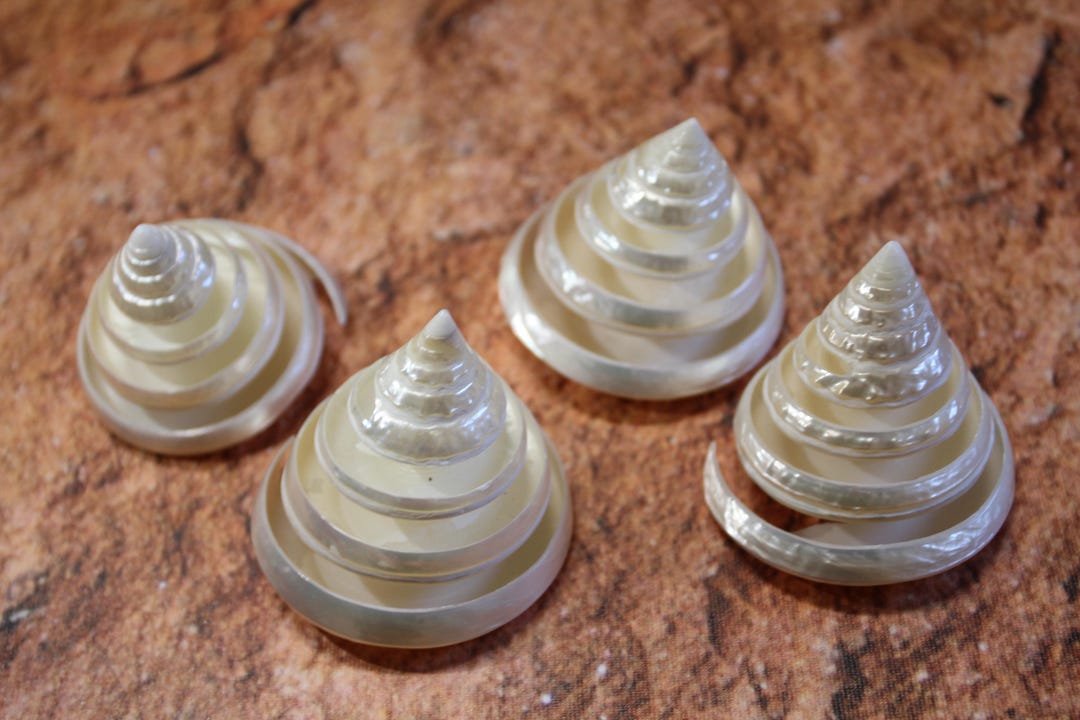 TECTUS PYRAMIS Seashells, Pearled Spiral Cut Shells, Pyramid Shape ...