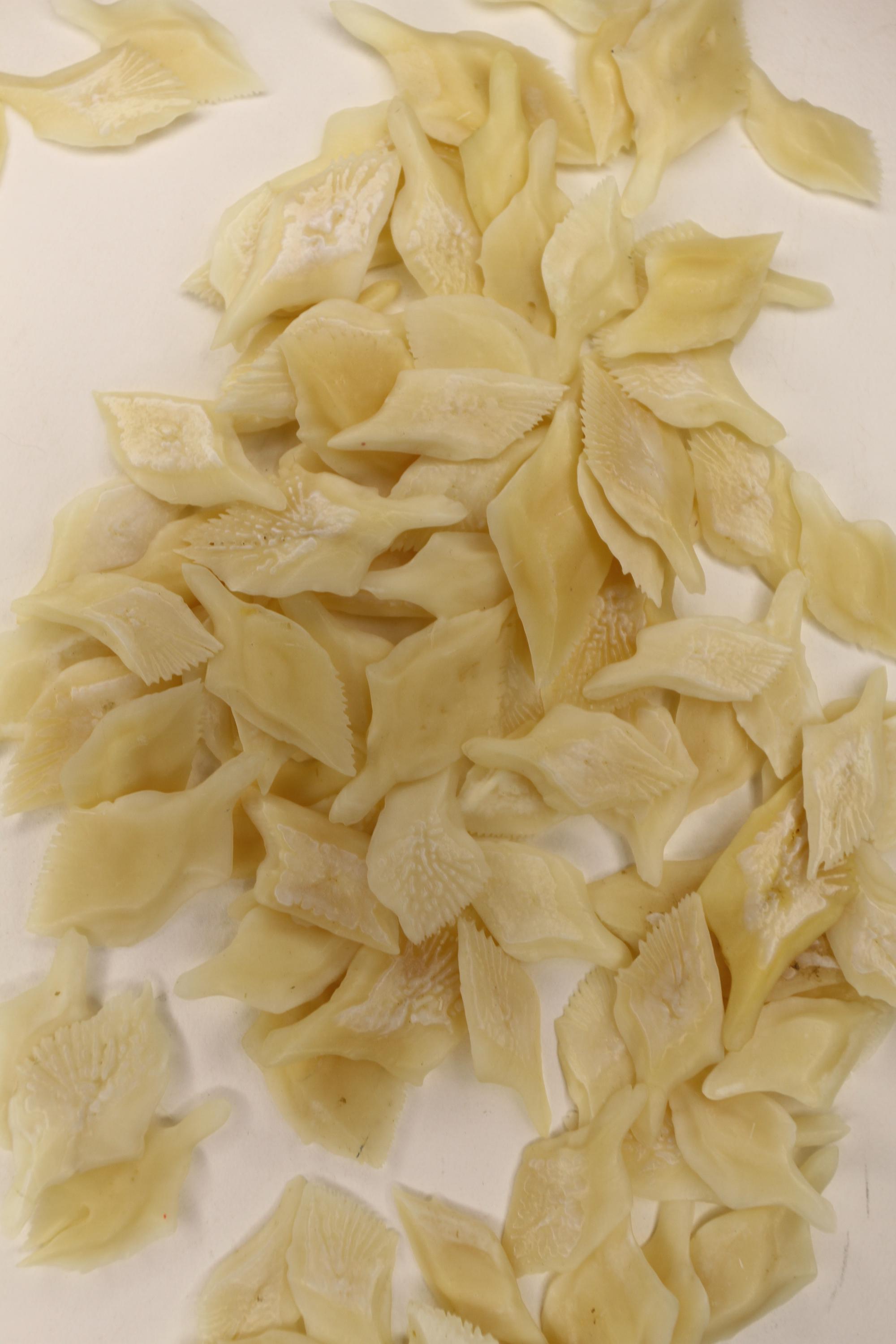 GAR SCALES, Huge Creme/white Scales, Sailors Valentines, Jewelry Supply ...