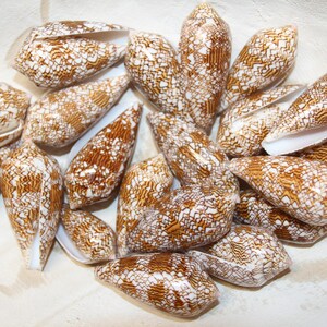 SMALL CONUS Textile Seashells, Bath Decor, Beach Art, Cone Seashells ...