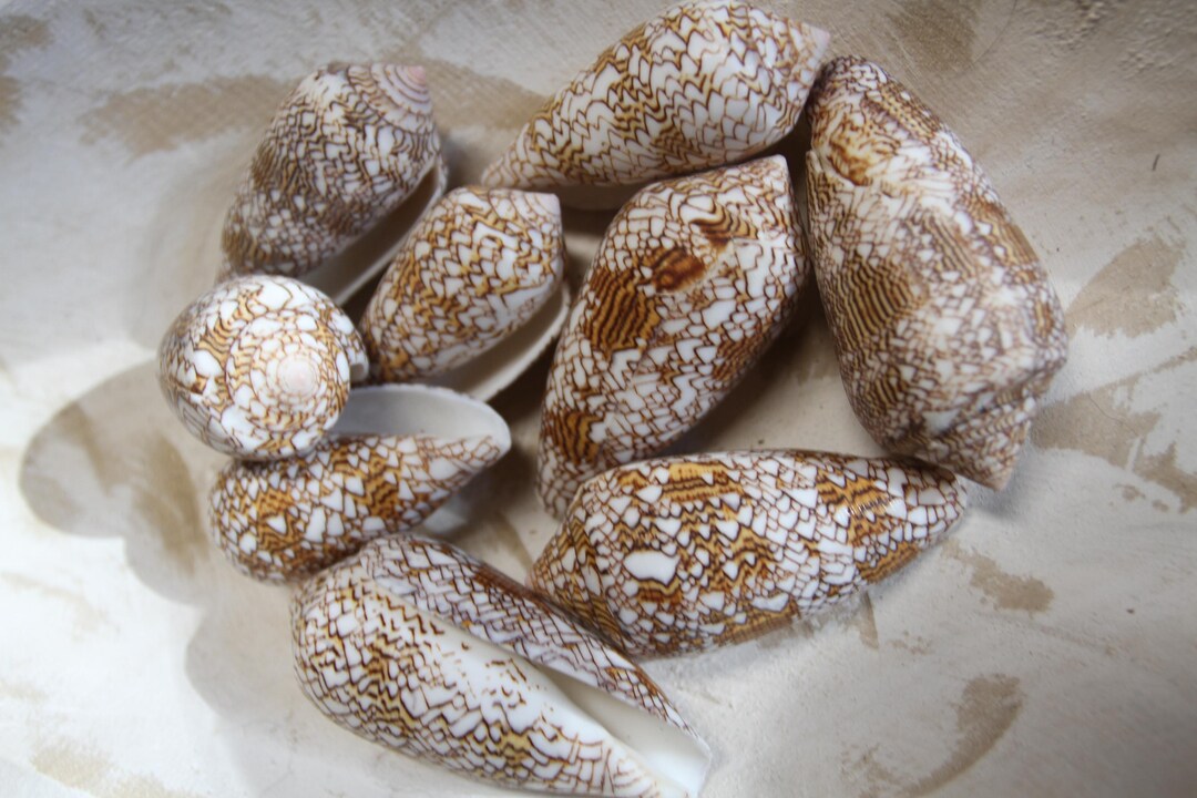 5-CONUS TEXTILE, Huge , Shell Craft Supply, Beach Decor, Sailor ...