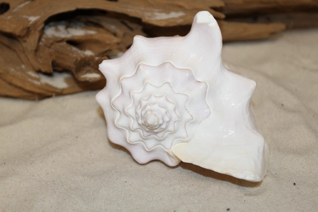 MILK CONCH, Sailors Valentines, Craft Supplies, Vase Fillers, Bath ...