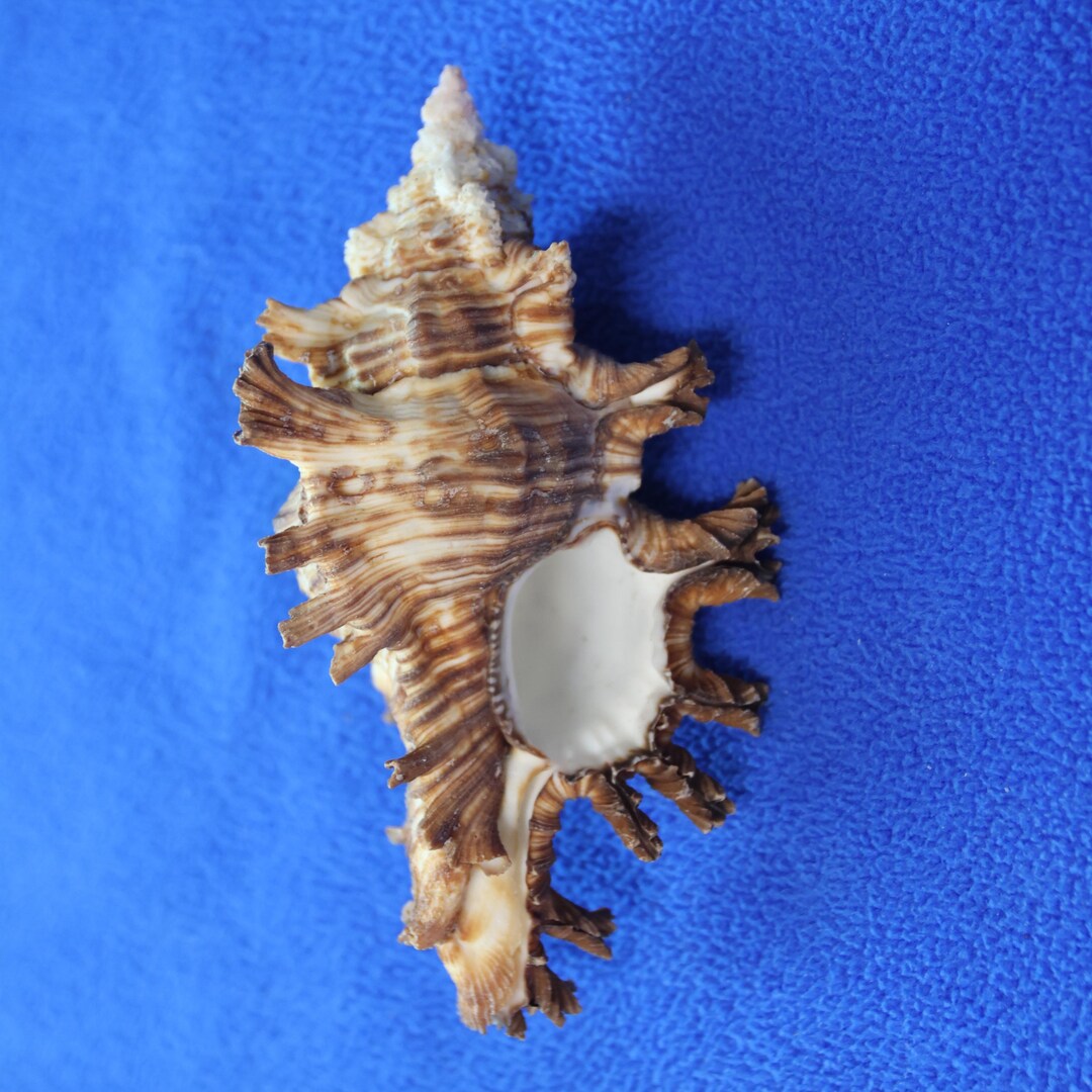 SEASHELLS, Murex Palmarosa, Upscale Shell Craft Supply, Coastal Home ...