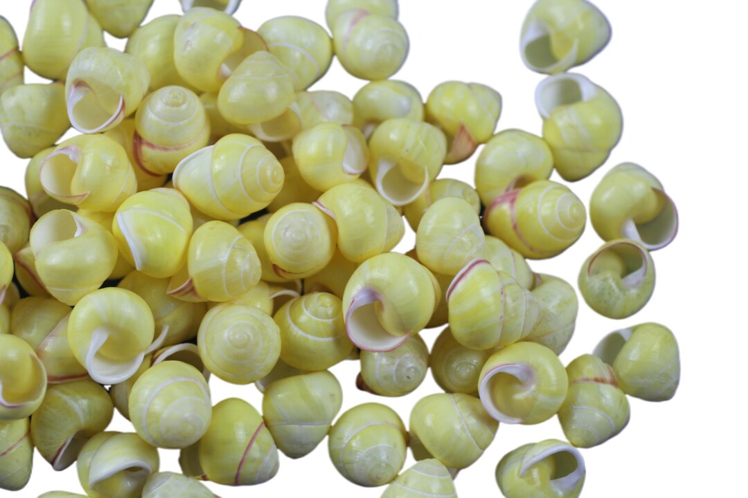 YELLOW SNAILS, Land Snails, Floral Accent Shell, Wedding Supply ...