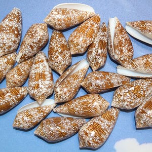 SMALL CONUS Textile Seashells, Bath Decor, Beach Art, Cone Seashells ...