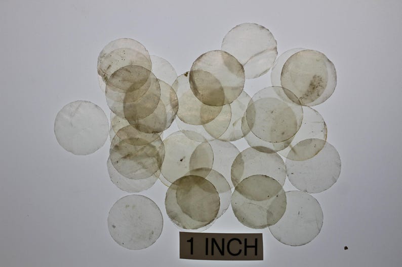 50-CUT Seashells,1" Capiz Disc, Beach Decor, Sailor Valentine, Wedding ...