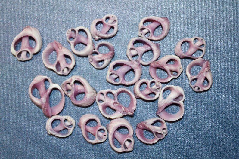 20- CEBU Seashell,center Cut Upscale Shell Craft Supply,jewelry Supply ...