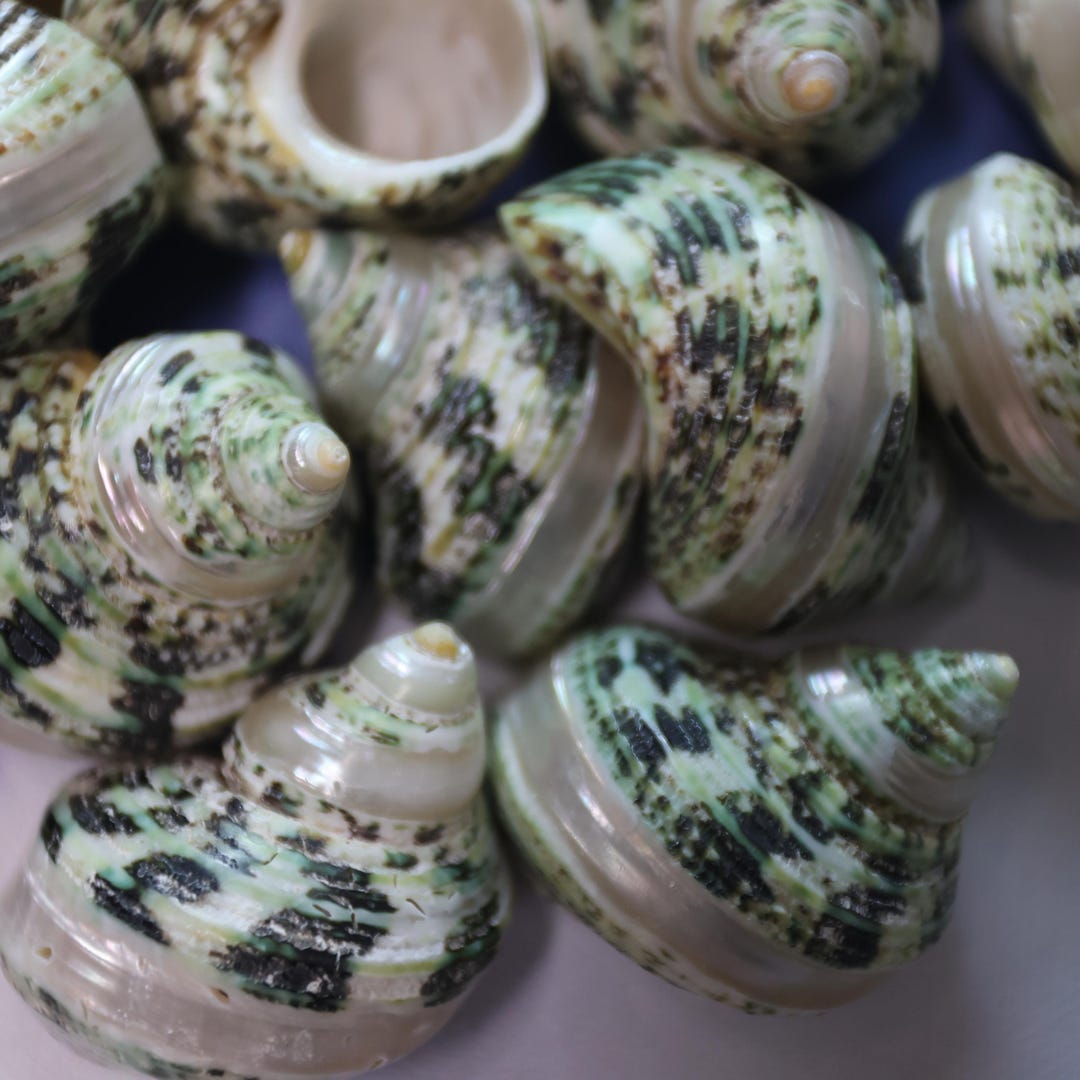BANDED SEASHELLS Turbo Bruneus, Craft Shells, Beach Decor, Collectibles ...
