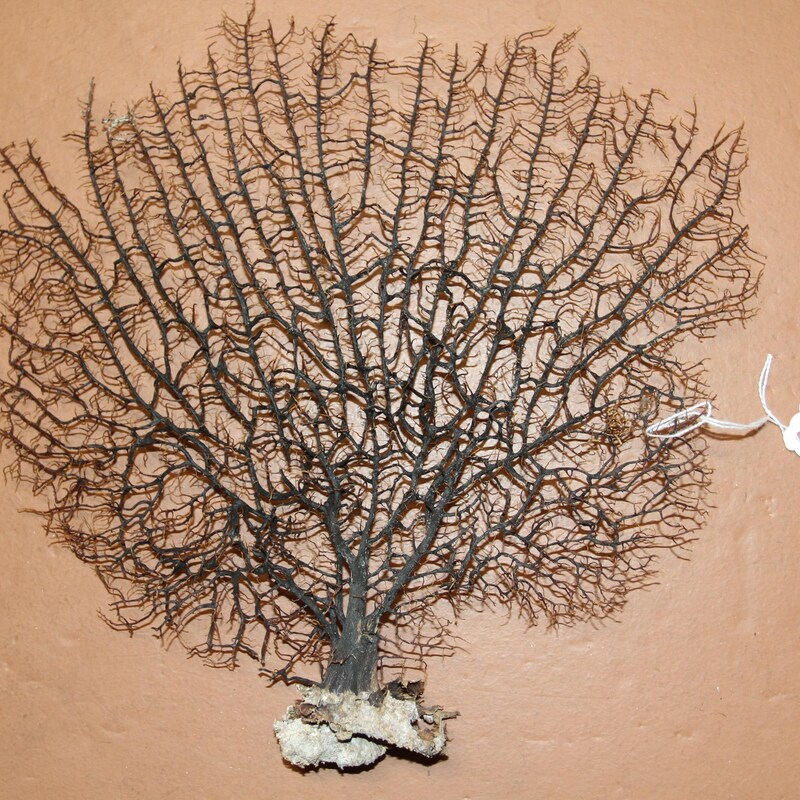 Sea Fan - Etsy