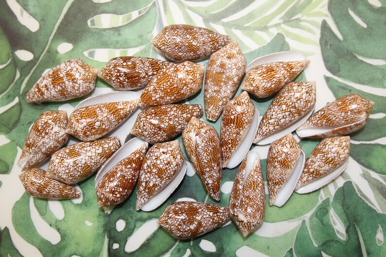 SMALL CONUS Textile Seashells, Bath Decor, Beach Art, Cone Seashells ...