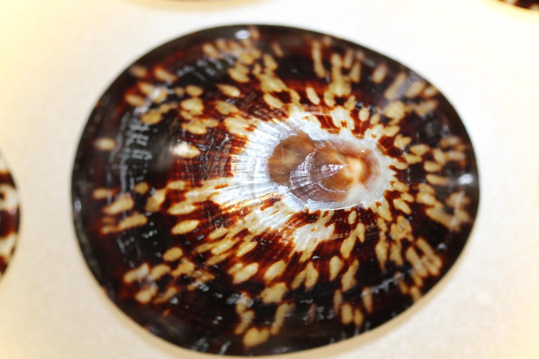 10-UPSCALE Seashells,polished Brown Limpets,all Occasion Gift ...