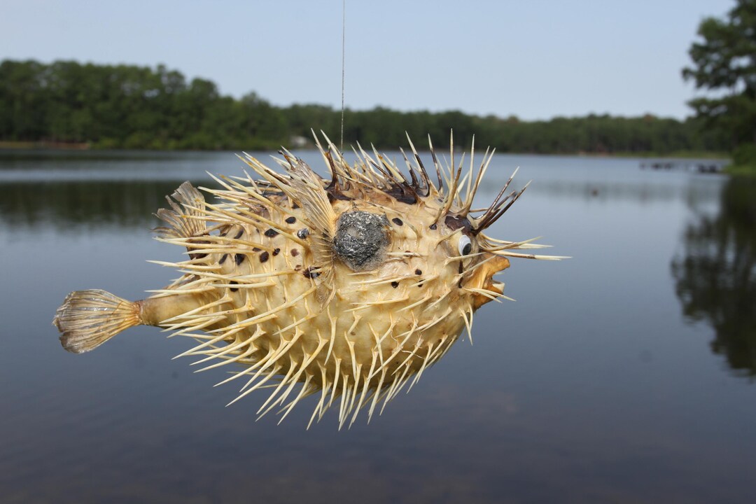 1-PORCUPINE Fish,beach Home Decor,science Room Display,all Occasion ...