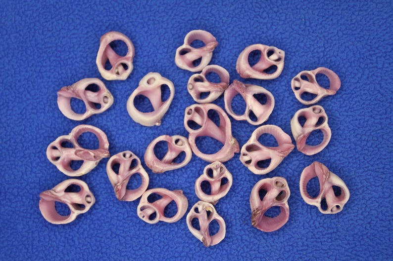 20- CEBU Seashell,center Cut Upscale Shell Craft Supply,jewelry Supply ...