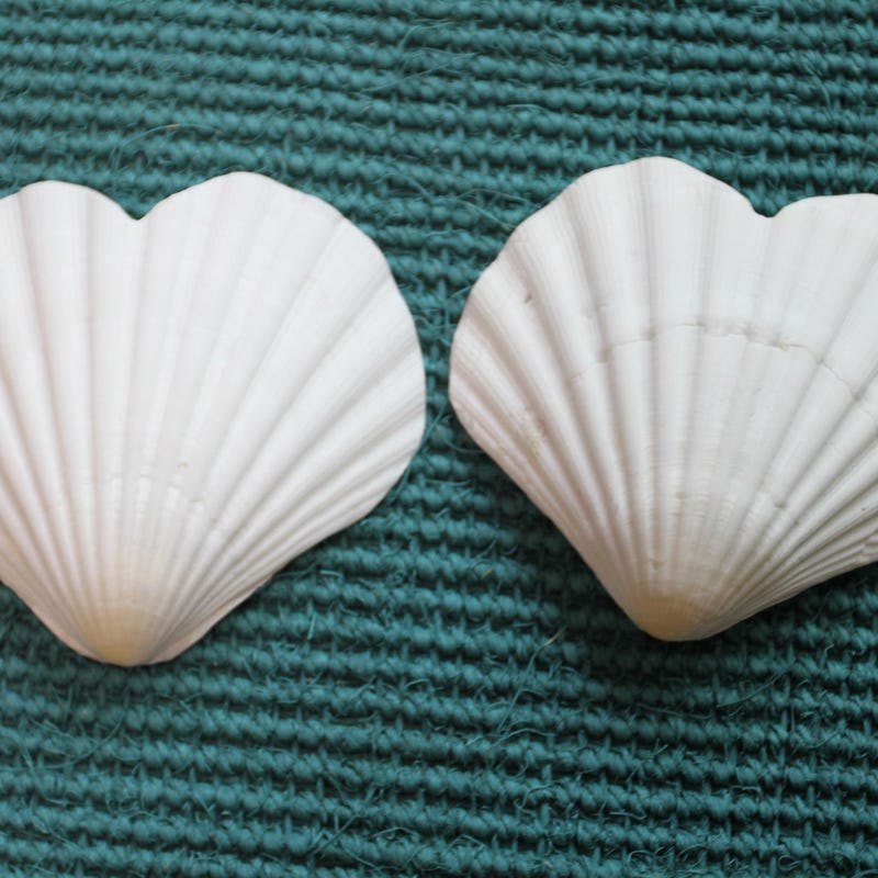 Heart Shaped Shell - Etsy