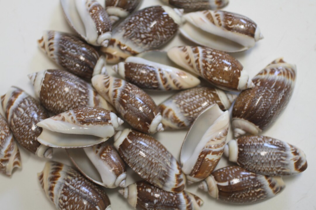 25-OLIVE Seashells,mixed Sizes,beach Art,wreath Supply,craft Supply ...