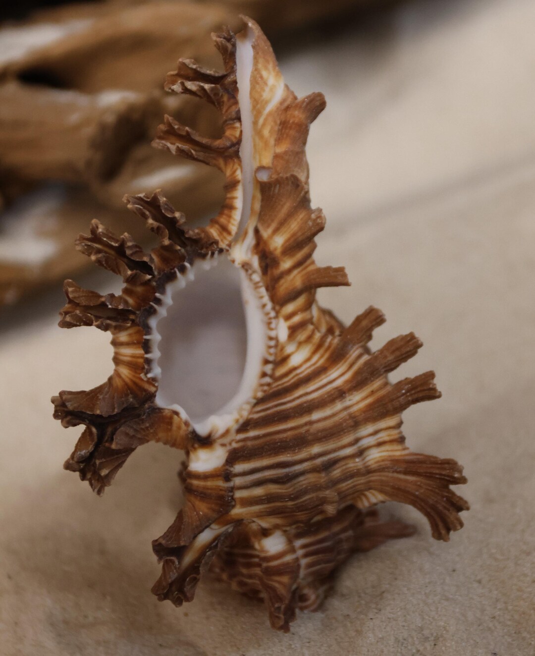 MUREX PALMAROSA Seashells, Bath Decor, Display Shells, All Occasion ...