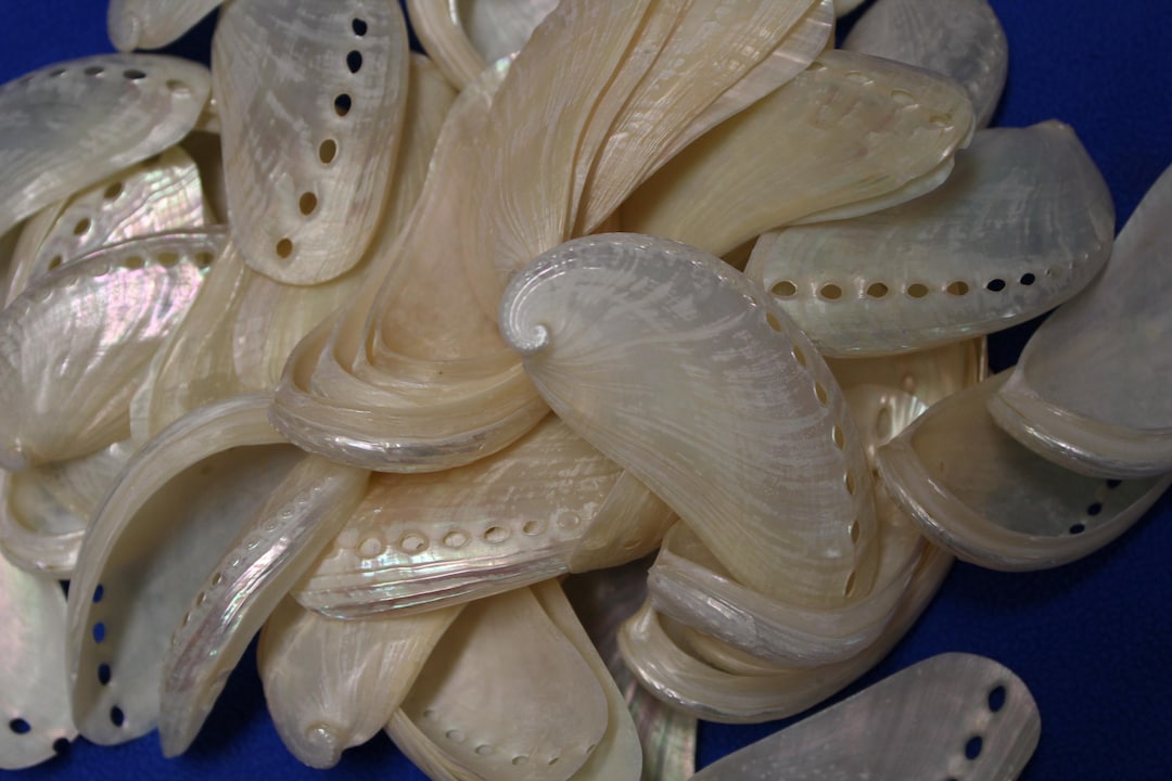 10-seashells,mule Ears,pearled Upscale Craft Supply,all Occasion Gifts ...