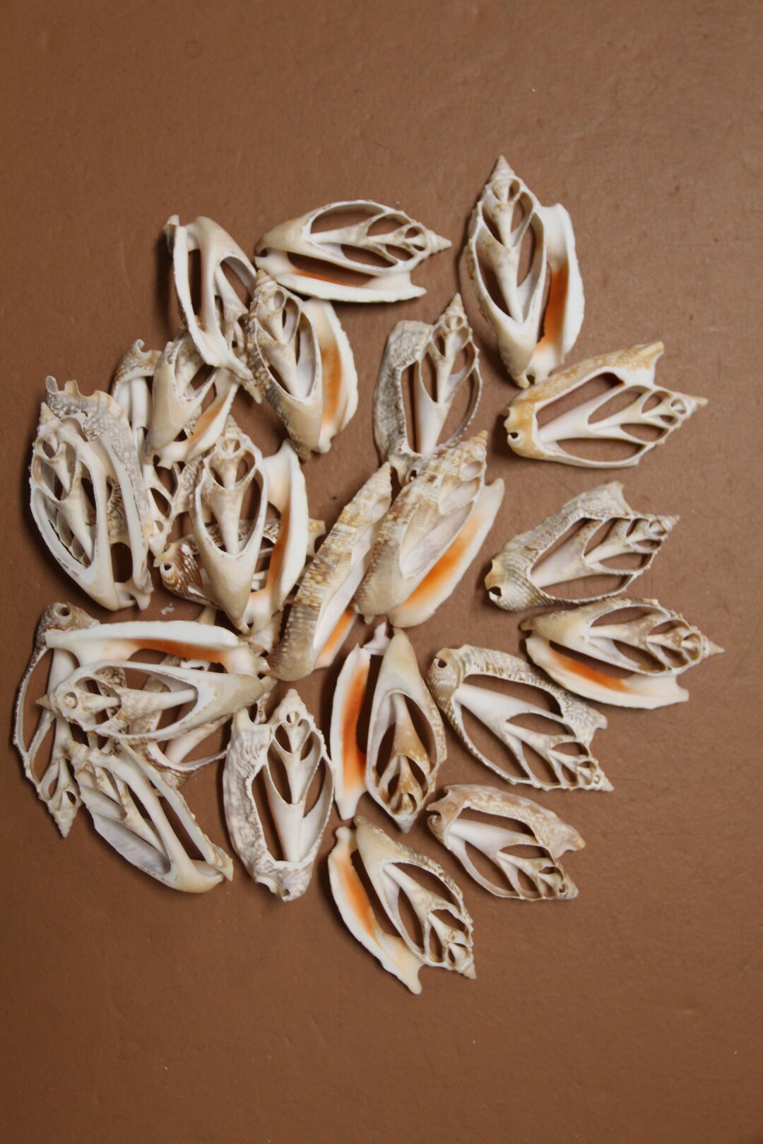 STROMBUS Cut Shells, Beach Wedding Supply, Sailors Valentines, Coastal ...