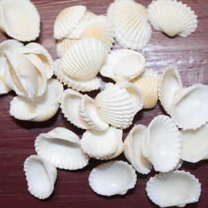 SMALL SEASHELLS, White Andara Ark Seashells, Sailors Valentine, Craft ...