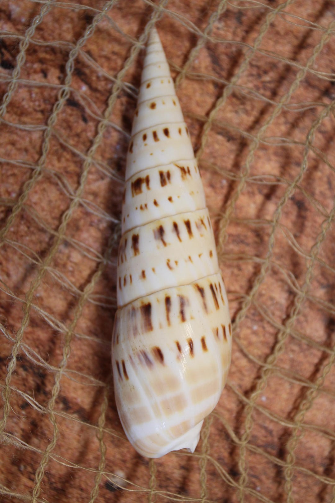 MARLIN SPIKE, Large Terebra Maculata, Display Seashells, Mothers Day ...