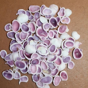CEBU SEASHELLS, Sliced/cut Seashells, Sailors Valentine, Craft Supply ...