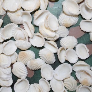 SMALL SEASHELLS, White Andara Ark Seashells, Sailors Valentine, Craft ...