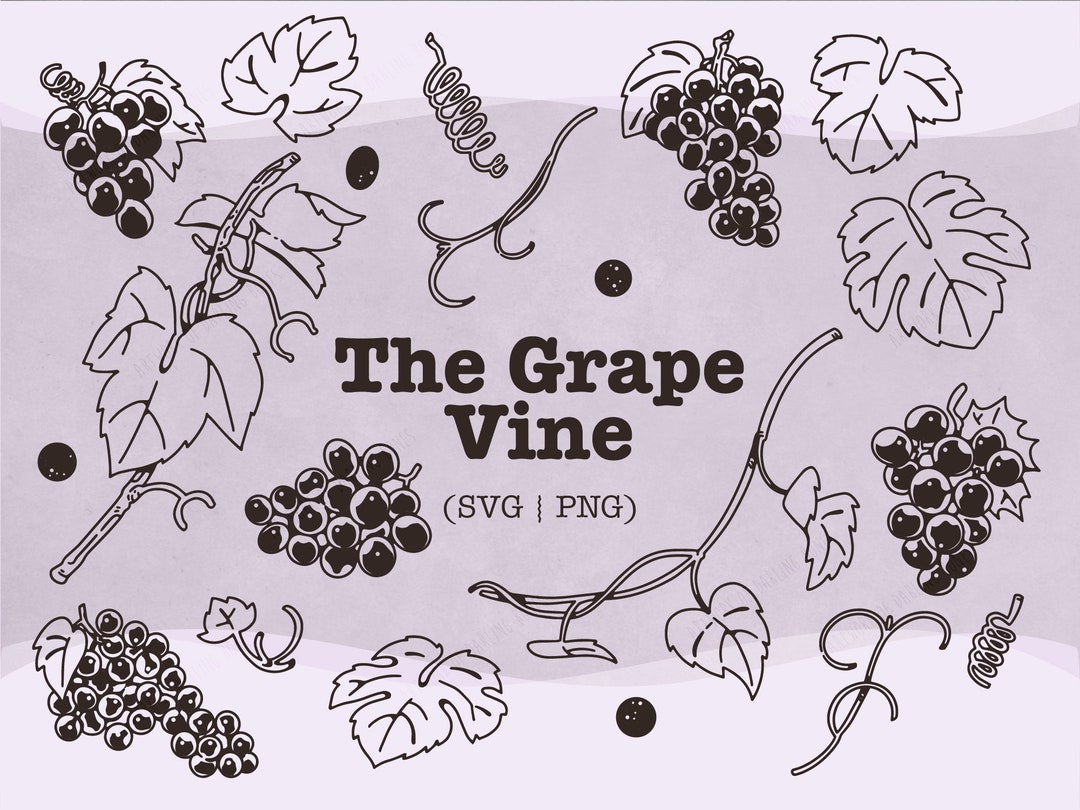 Grape Svg Bundle || Vine Svg || Wine Svg || Fruit Svg || Summertime Svg - Etsy