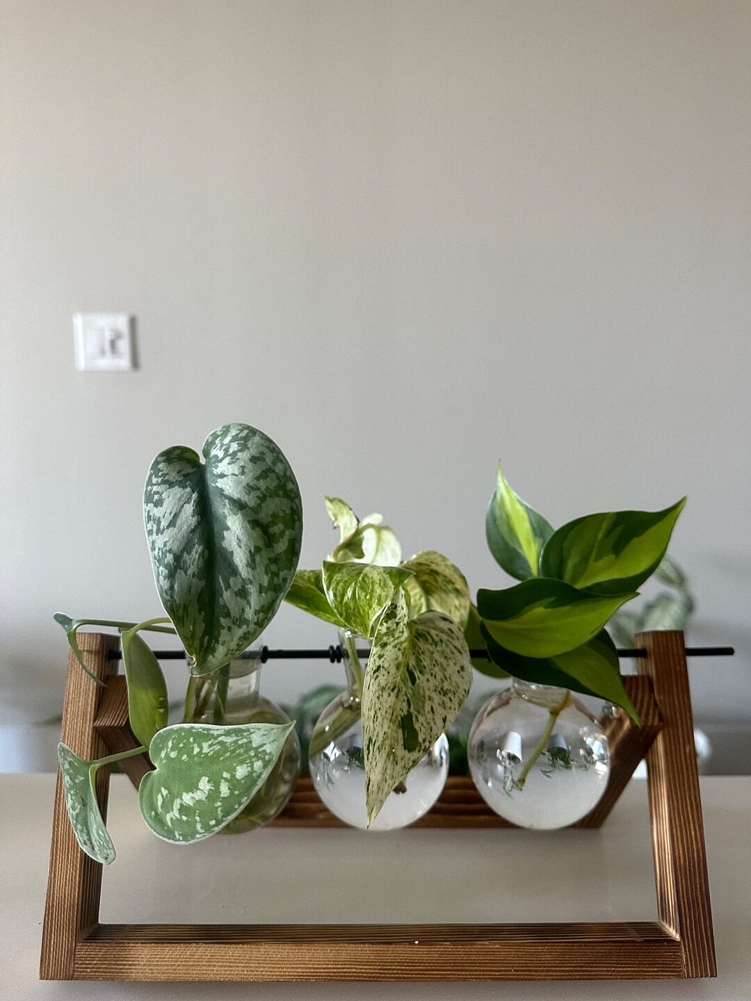 3 Cutting Propagation Stand rooted Cuttings Propagation - Etsy