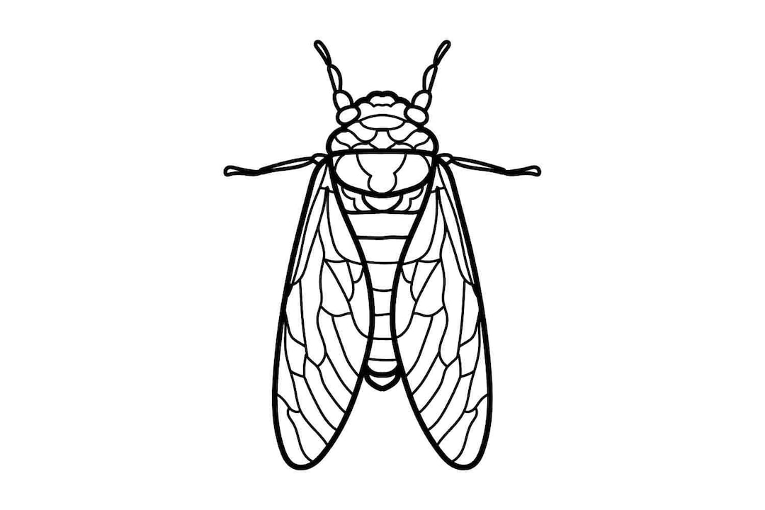 Cicada Outline Design SVG PNG Bundle Multiple File Formats Cricut T ...
