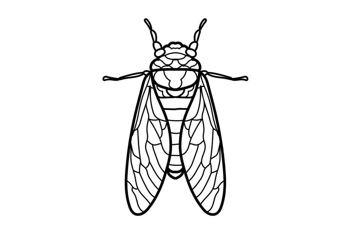 Cicada Outline Design SVG PNG Bundle Multiple File Formats Cricut T ...