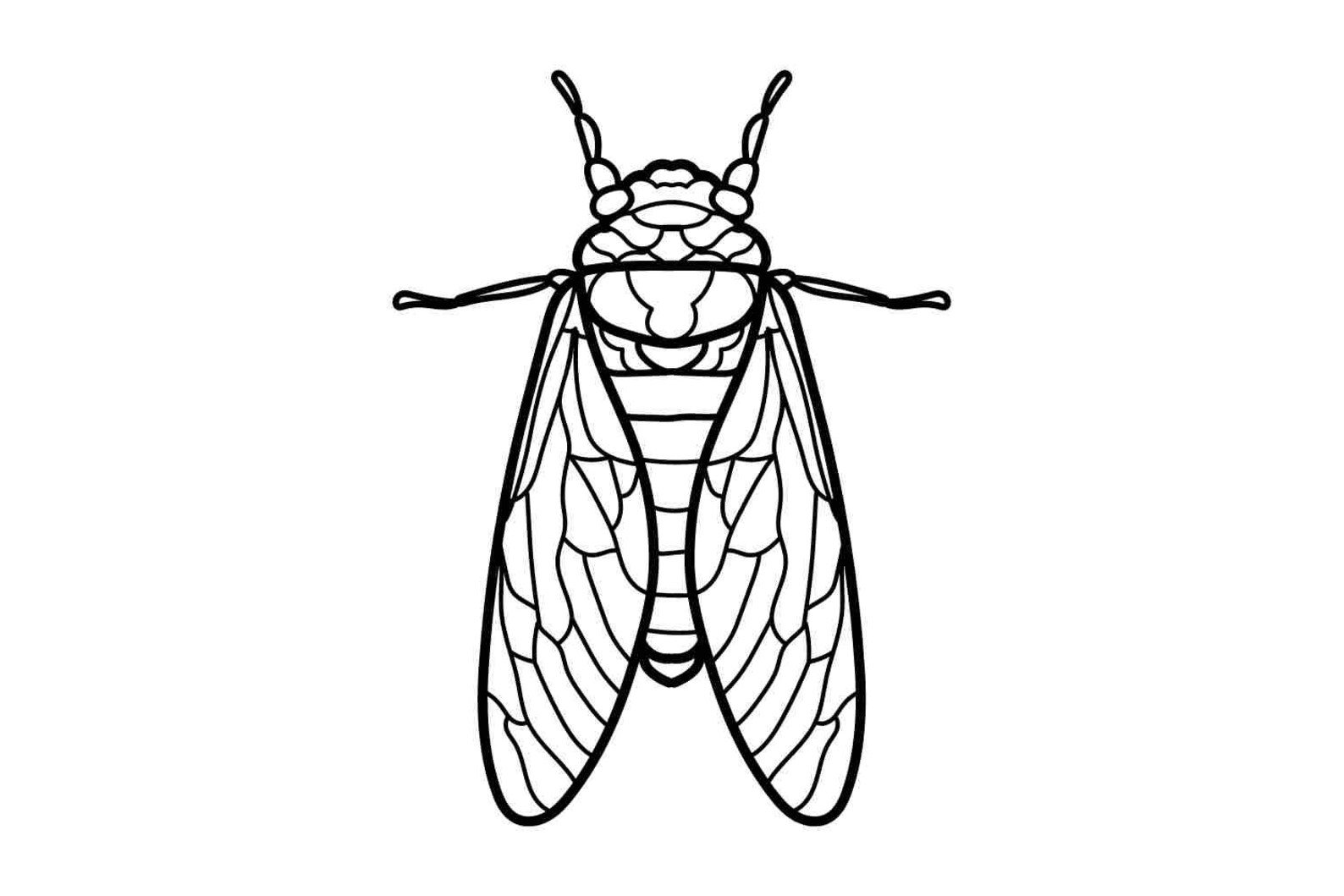 Cicada Outline Design SVG PNG Bundle Multiple File Formats Cricut T ...