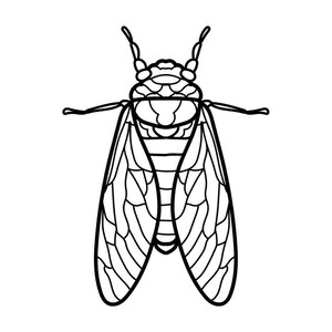 Cicada Outline Design SVG PNG Bundle Multiple File Formats Cricut T ...