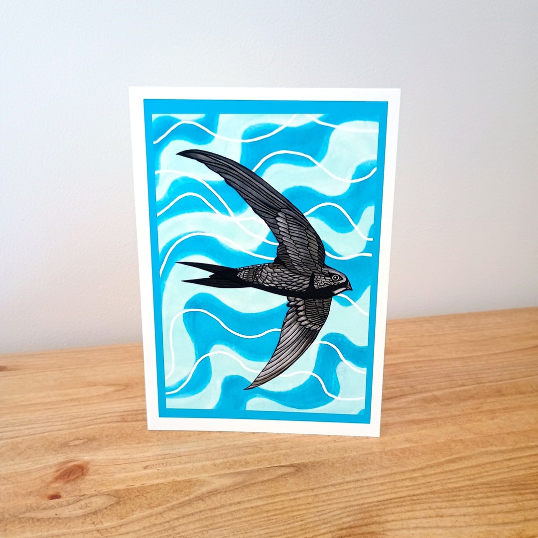 Swift Bird Illustration Print Greetings Card Common Swift apus Apus ...