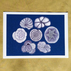 Foraminifera Illustration A5 Art Prints - Environmental Archaeology ...